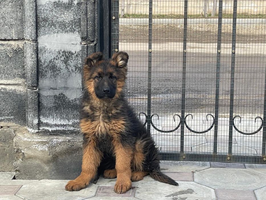 Продам щенков немецкой овчарки от элитных производителей KHOPK-FCI - Собаки Алматы на Olx